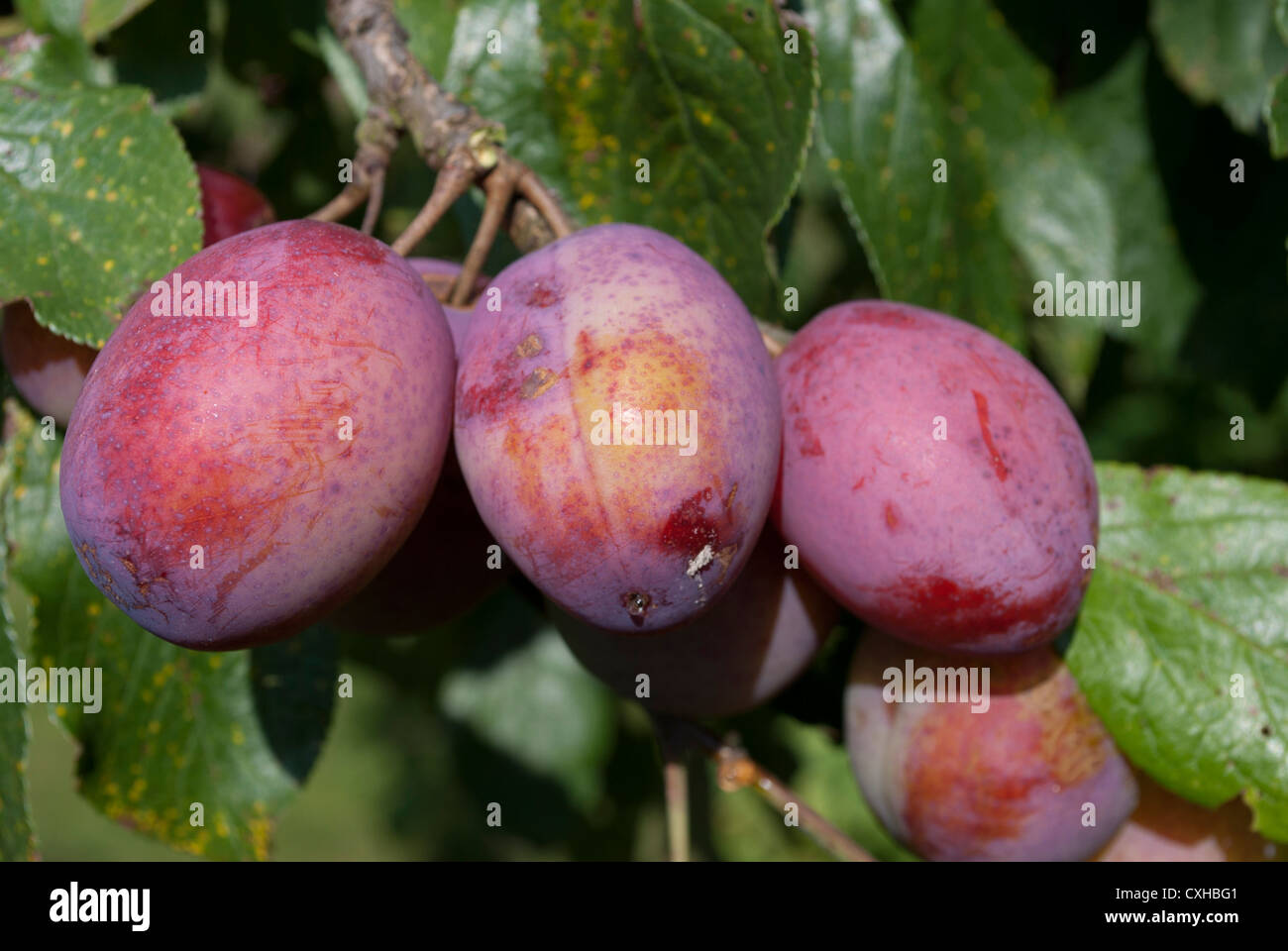 Victoria plum tree hi-res stock photography and images - Alamy