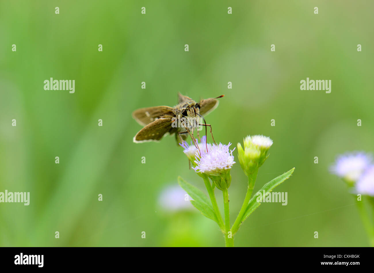 beautiful Common Branded Swift butterfly (Pelopidas mathias) on flower ...
