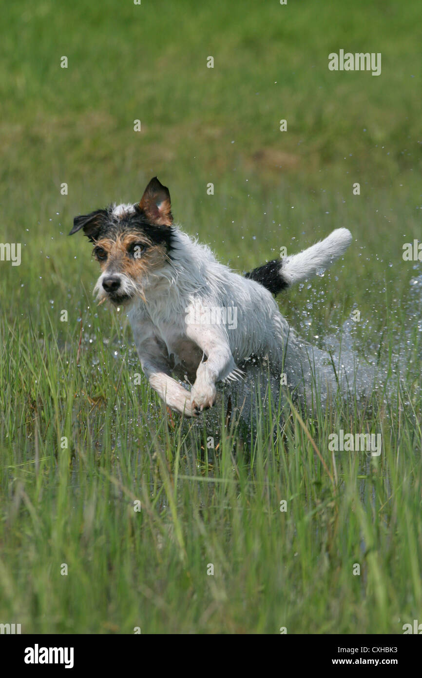 running Parson Russell Terrier Stock Photo - Alamy