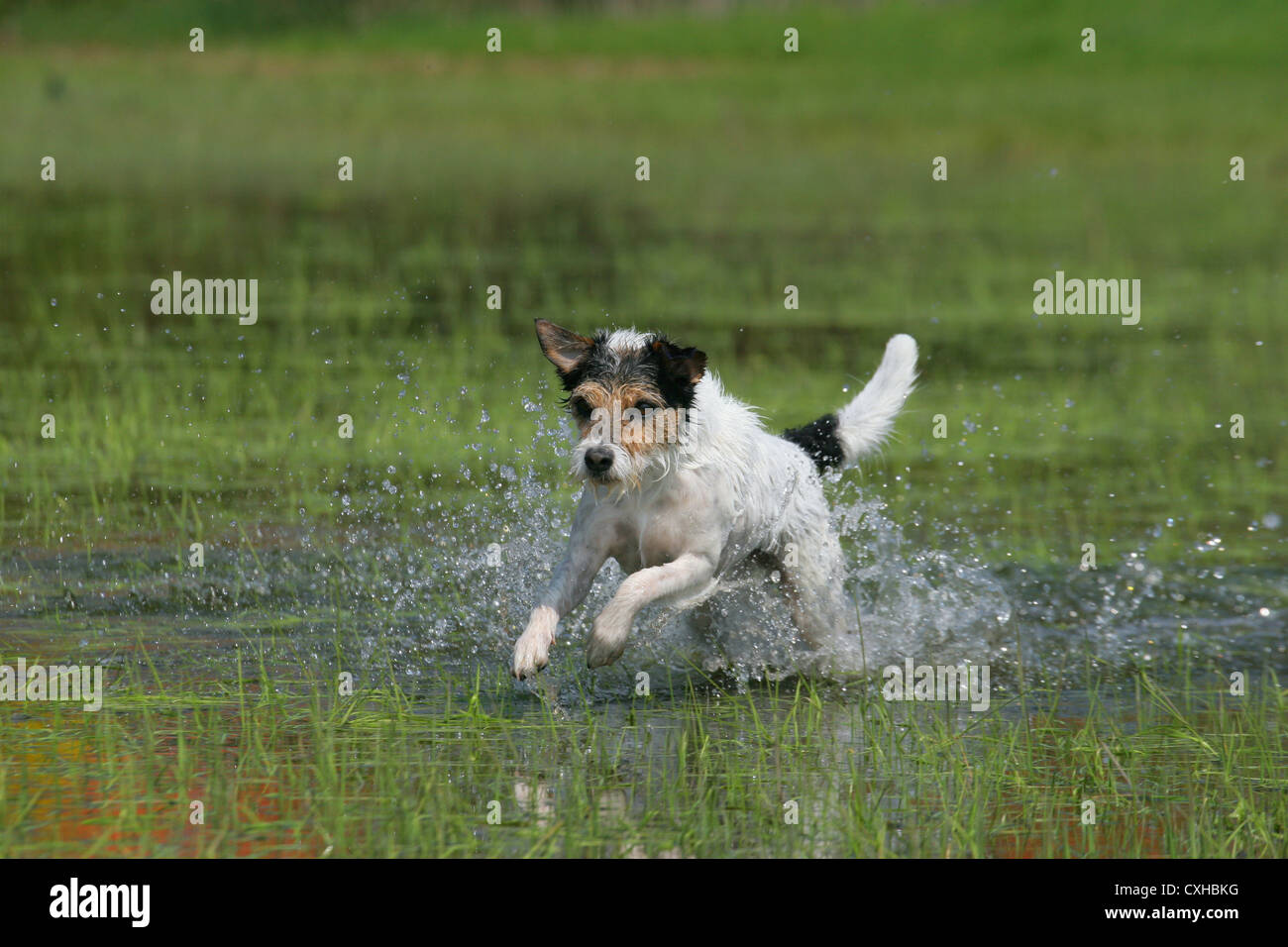 Running Parson Russell Terrier