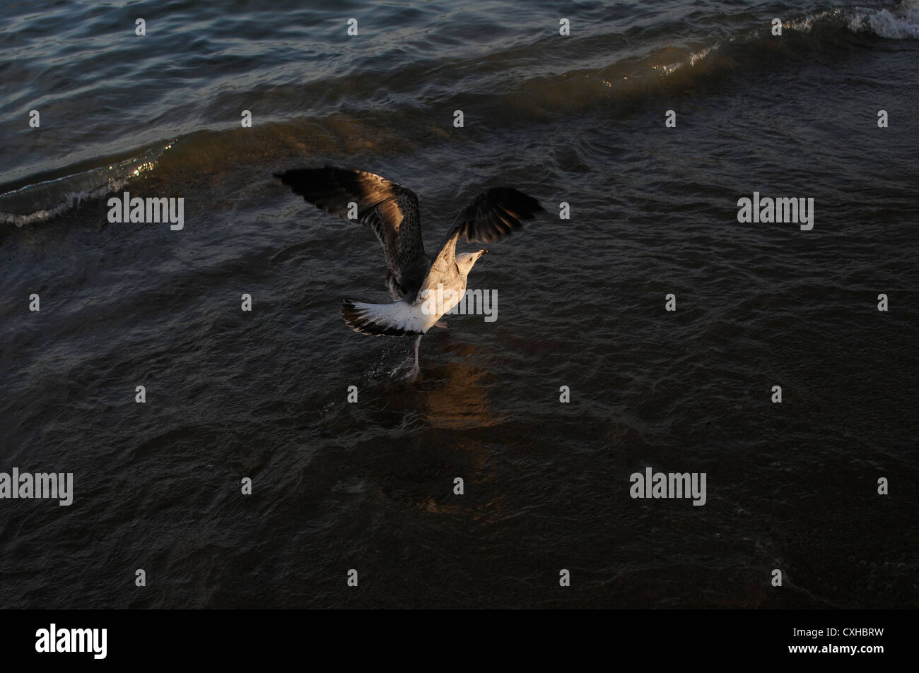 seagull going to fly Stock Photo - Alamy