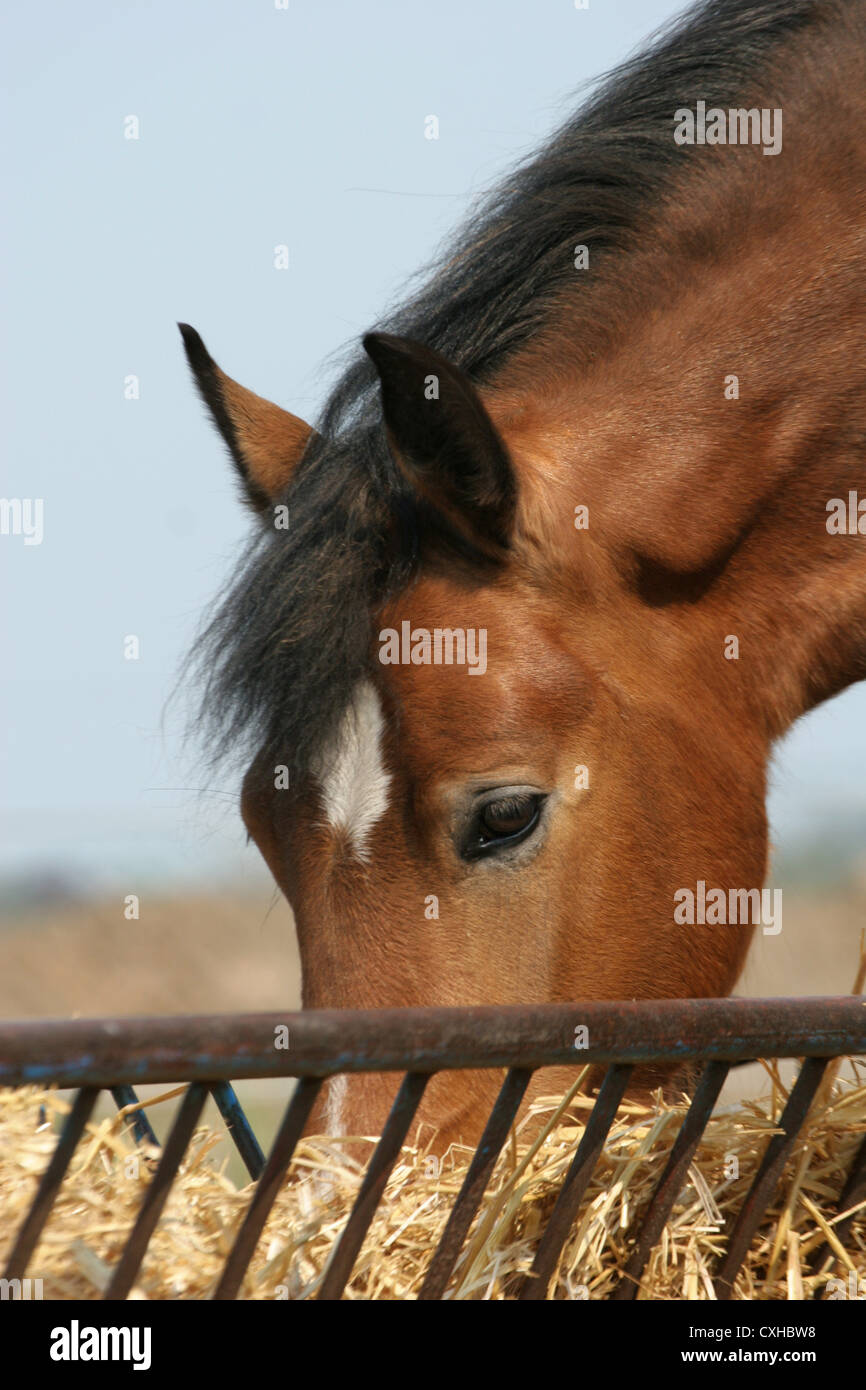 rack for fodder Stock Photo - Alamy