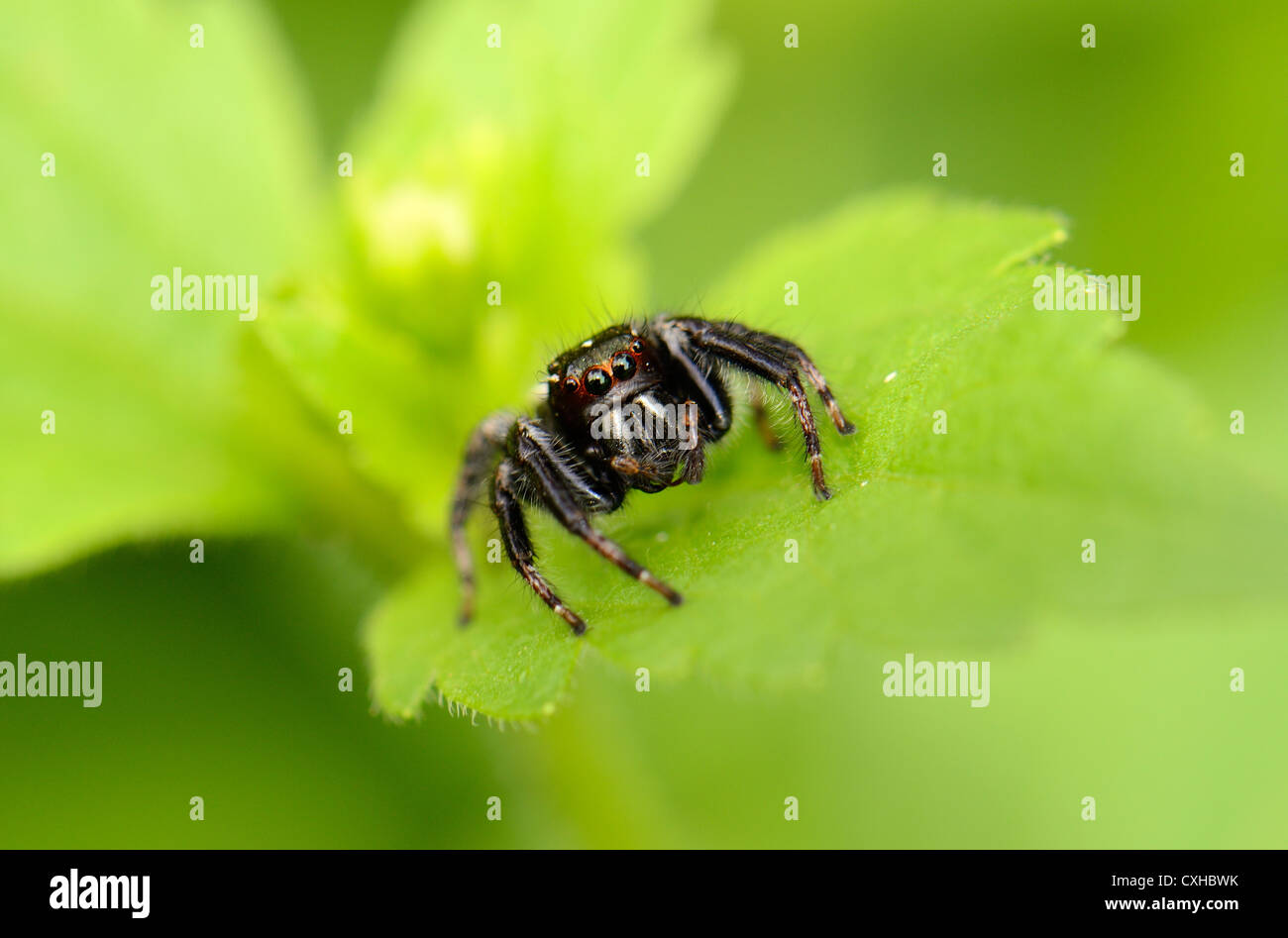 Female jumping spider hi-res stock photography and images - Alamy