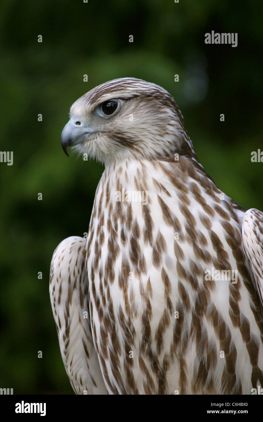 Falcons birds hi-res stock photography and images - Alamy