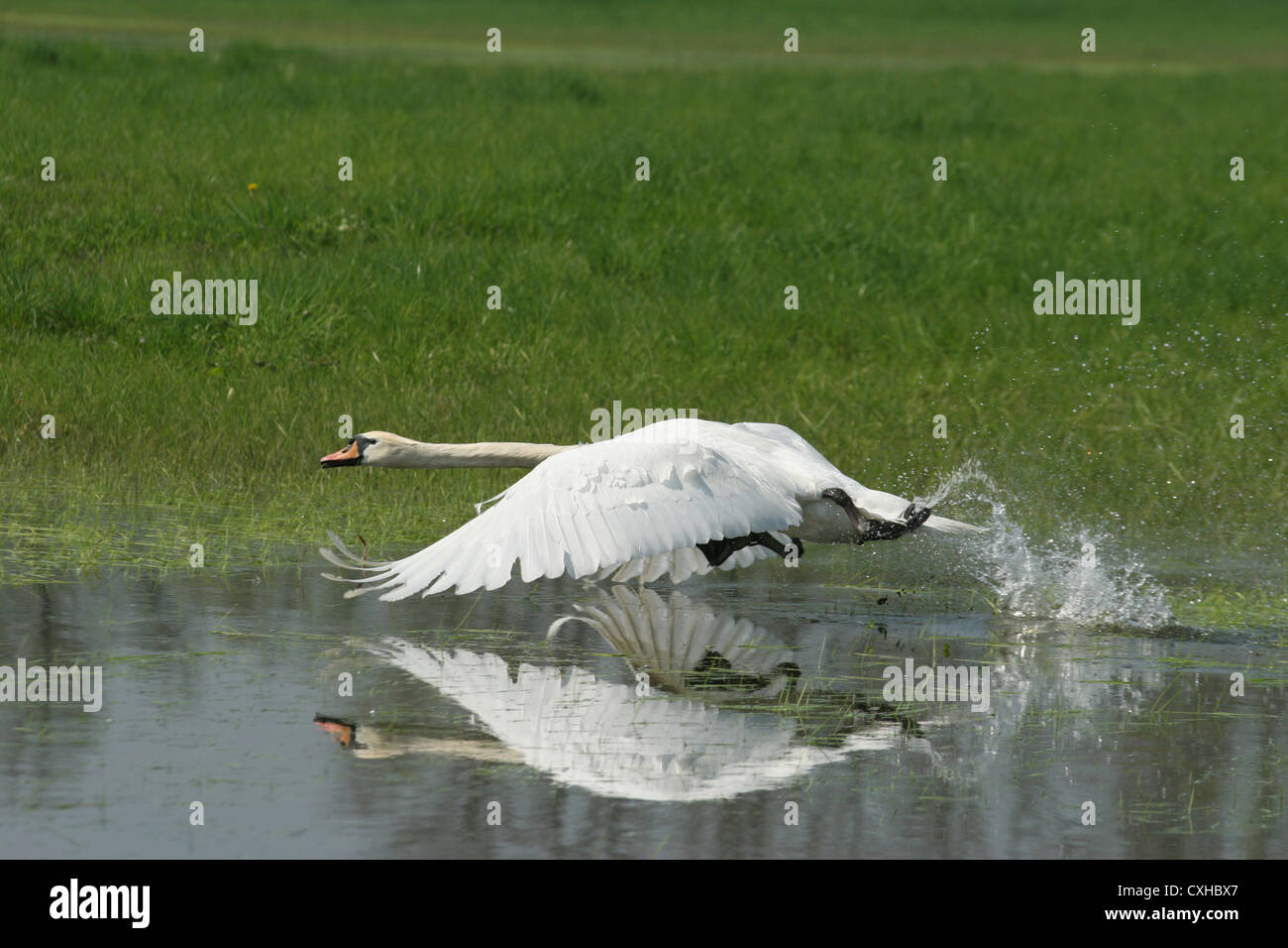 Flying waterbirds hi-res stock photography and images - Alamy