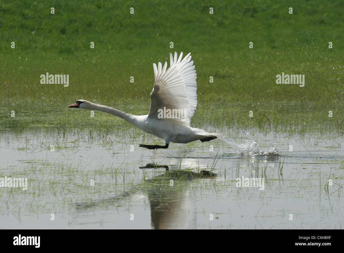 Flying waterbirds hi-res stock photography and images - Alamy