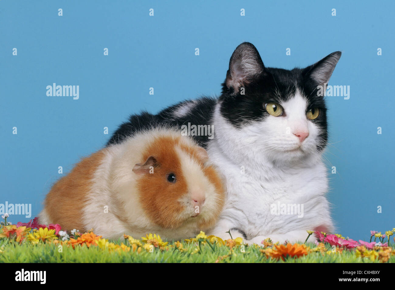 cat and guinea pig Stock Photo - Alamy