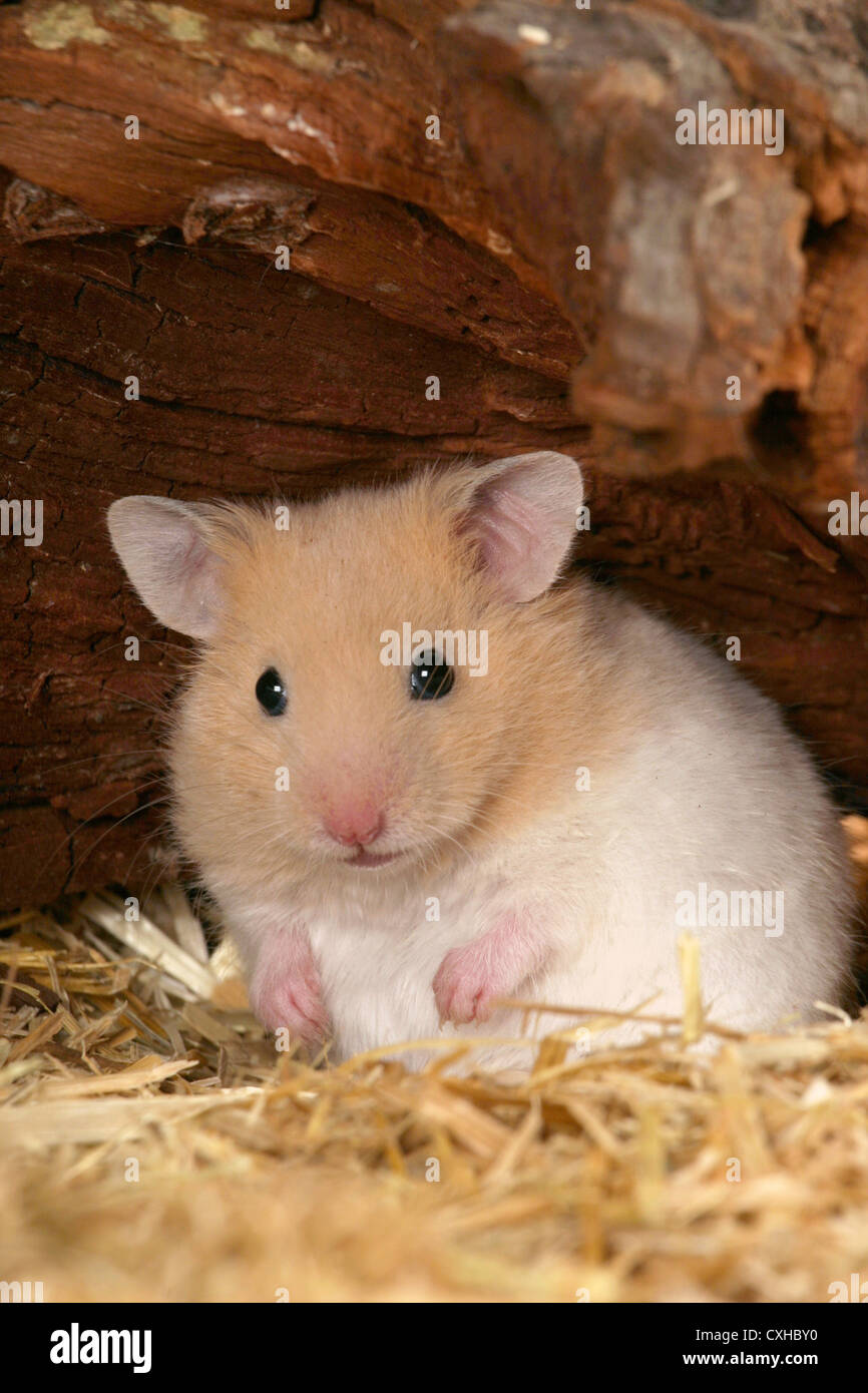 Gold hamster hi-res stock photography and images - Alamy