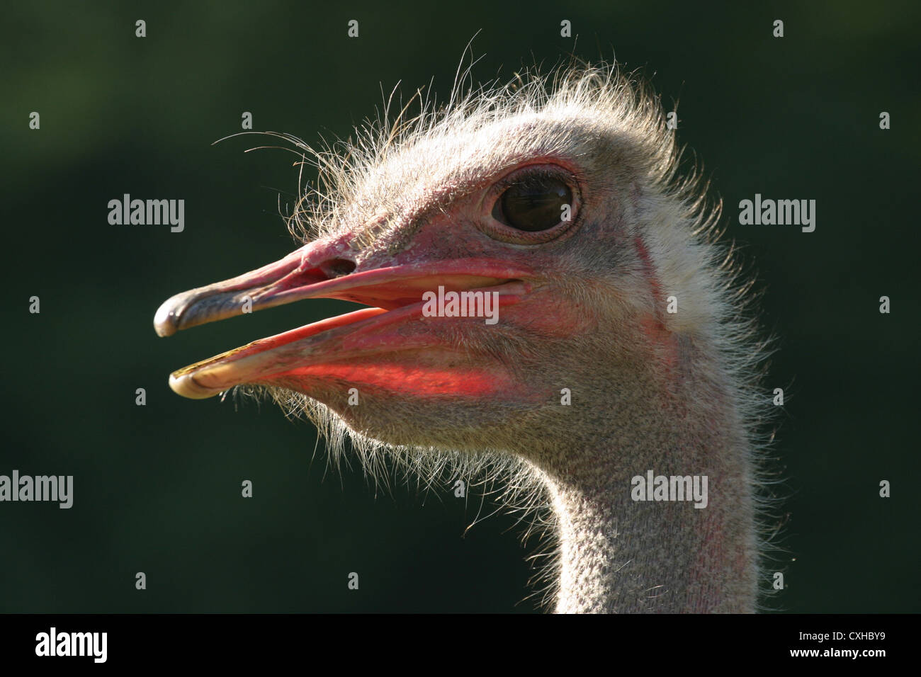 Cursorial animals hi-res stock photography and images - Alamy
