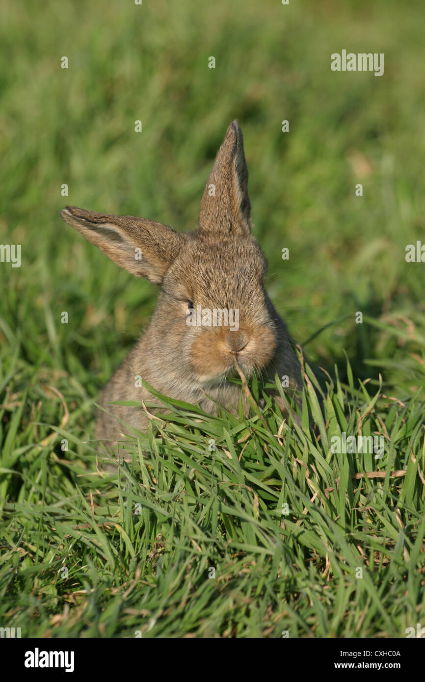 bunny on meadow Stock Photo - Alamy