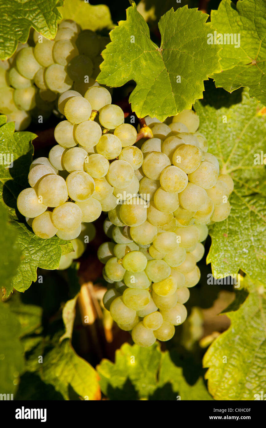 Summer closeup of grapes hanging on a grapevine in Alsace vineyards in ...