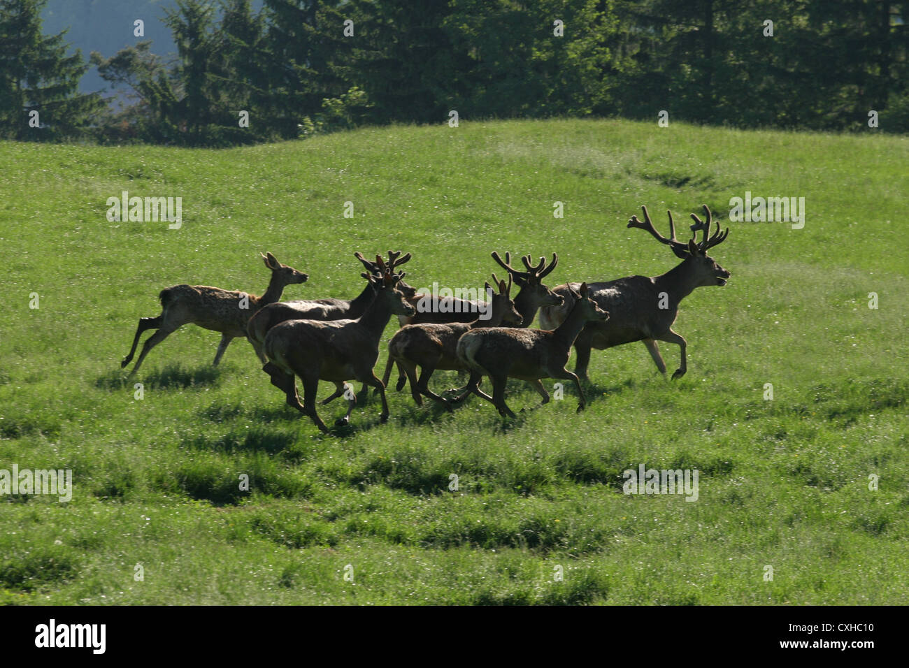 Deer movement hi-res stock photography and images - Alamy