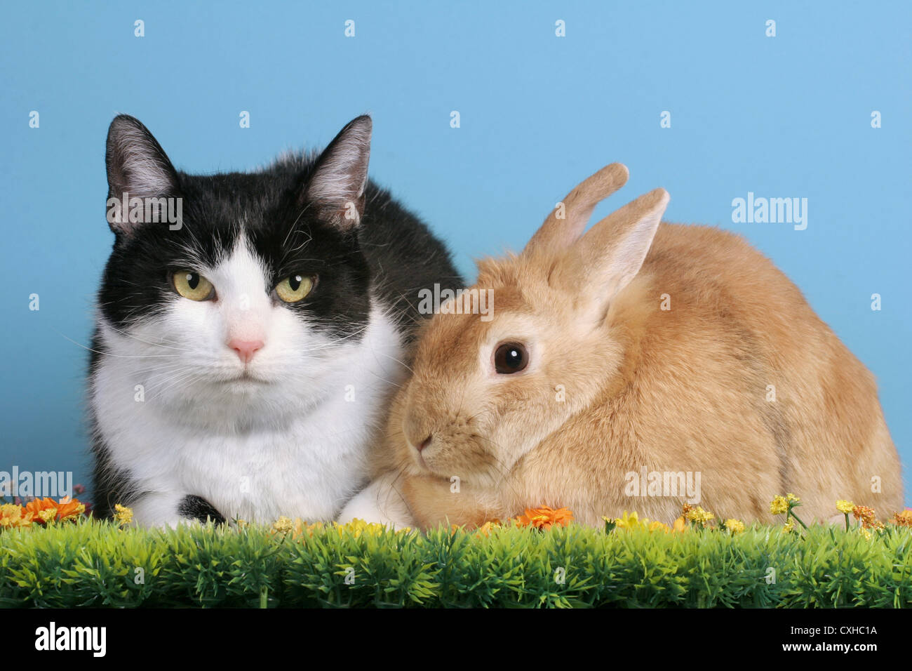 cat and bunny Stock Photo - Alamy
