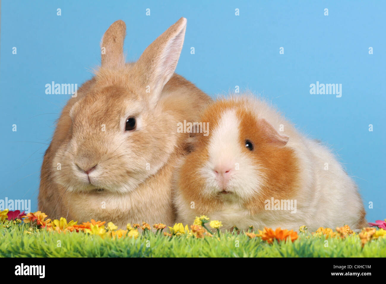 Guinea pigs and rabbits hi-res stock photography and images - Alamy