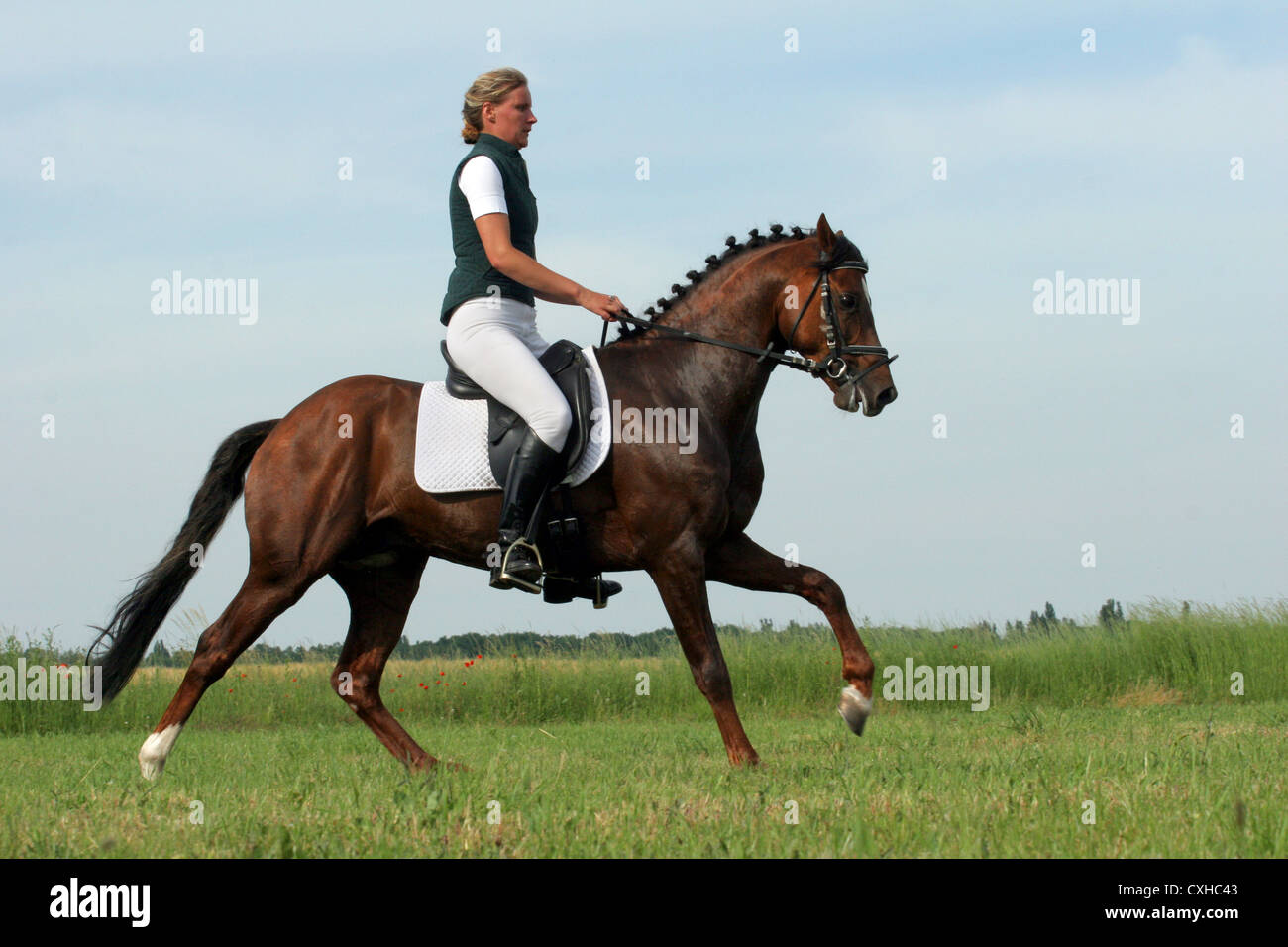 German Riding Pony stallion in dressage training Stock Photo - Alamy