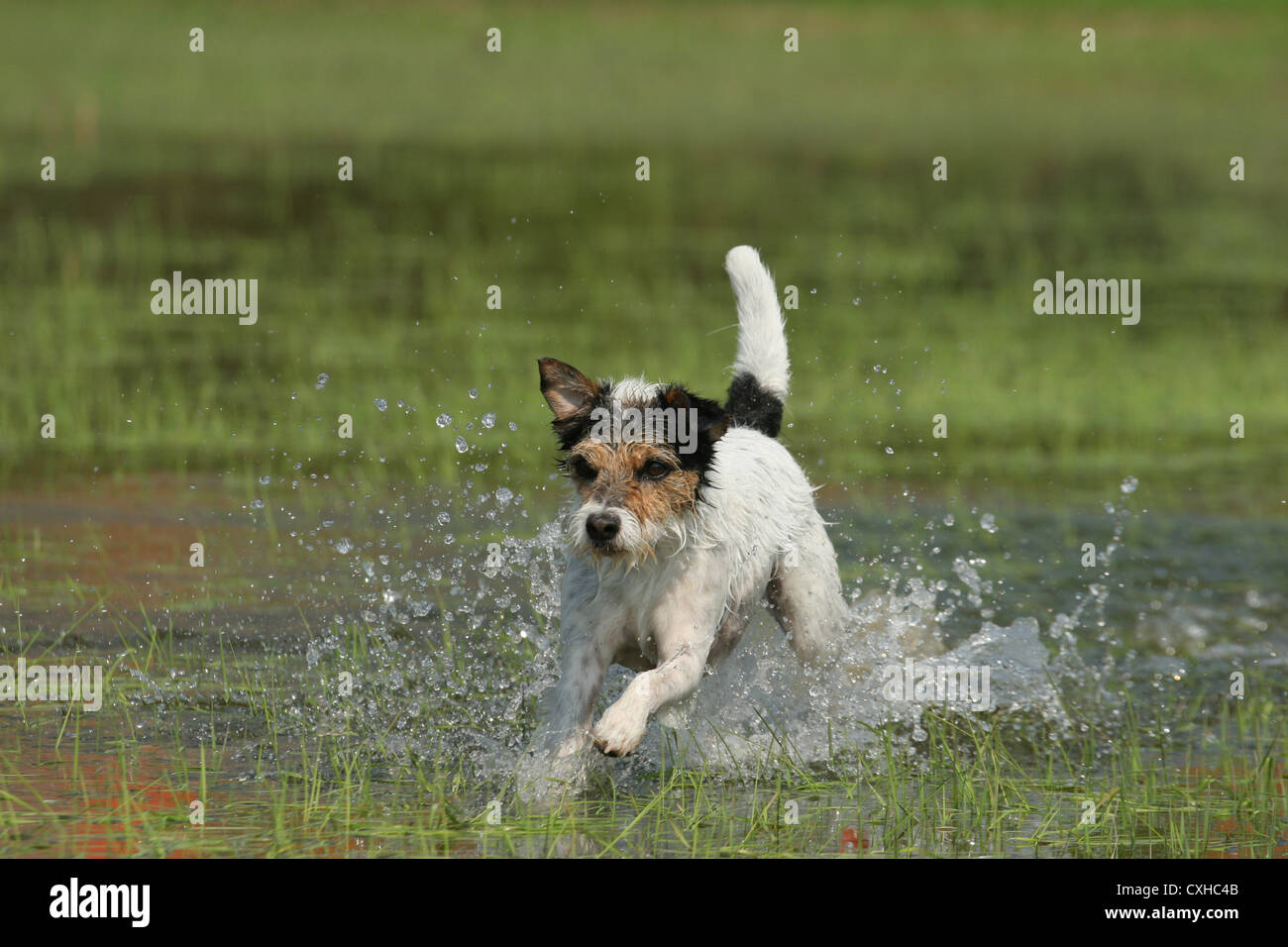 Parson Russell Terrier Corriendo