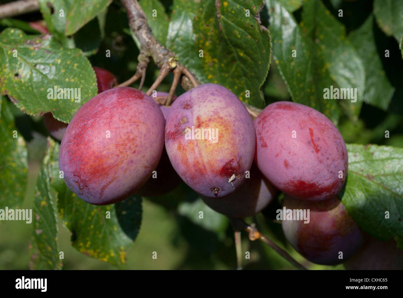 Victoria Plums on plum tree Stock Photo - Alamy