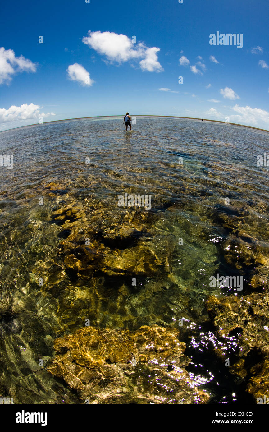 person walking in a coral reef during low tide. Sebastião Gomes reef ...