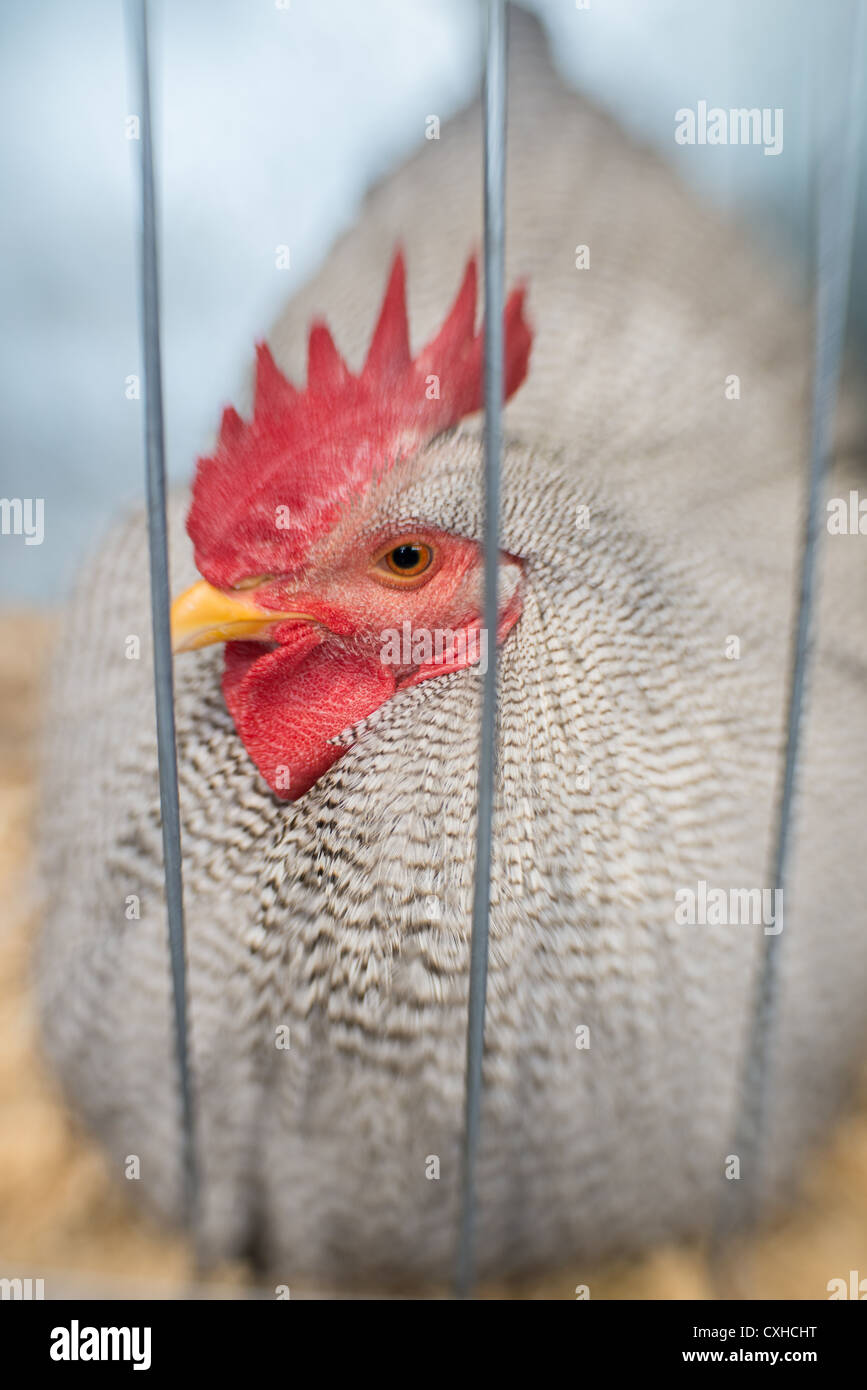 Chicken cage hi-res stock photography and images - Alamy