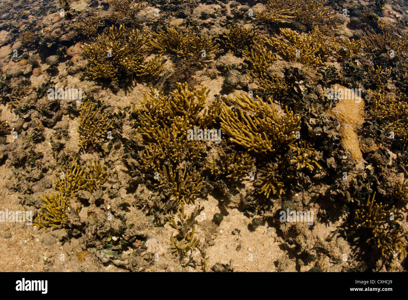 Coral reef view, low tide, south Bahia, Sebastião Gomes reef, tide ...