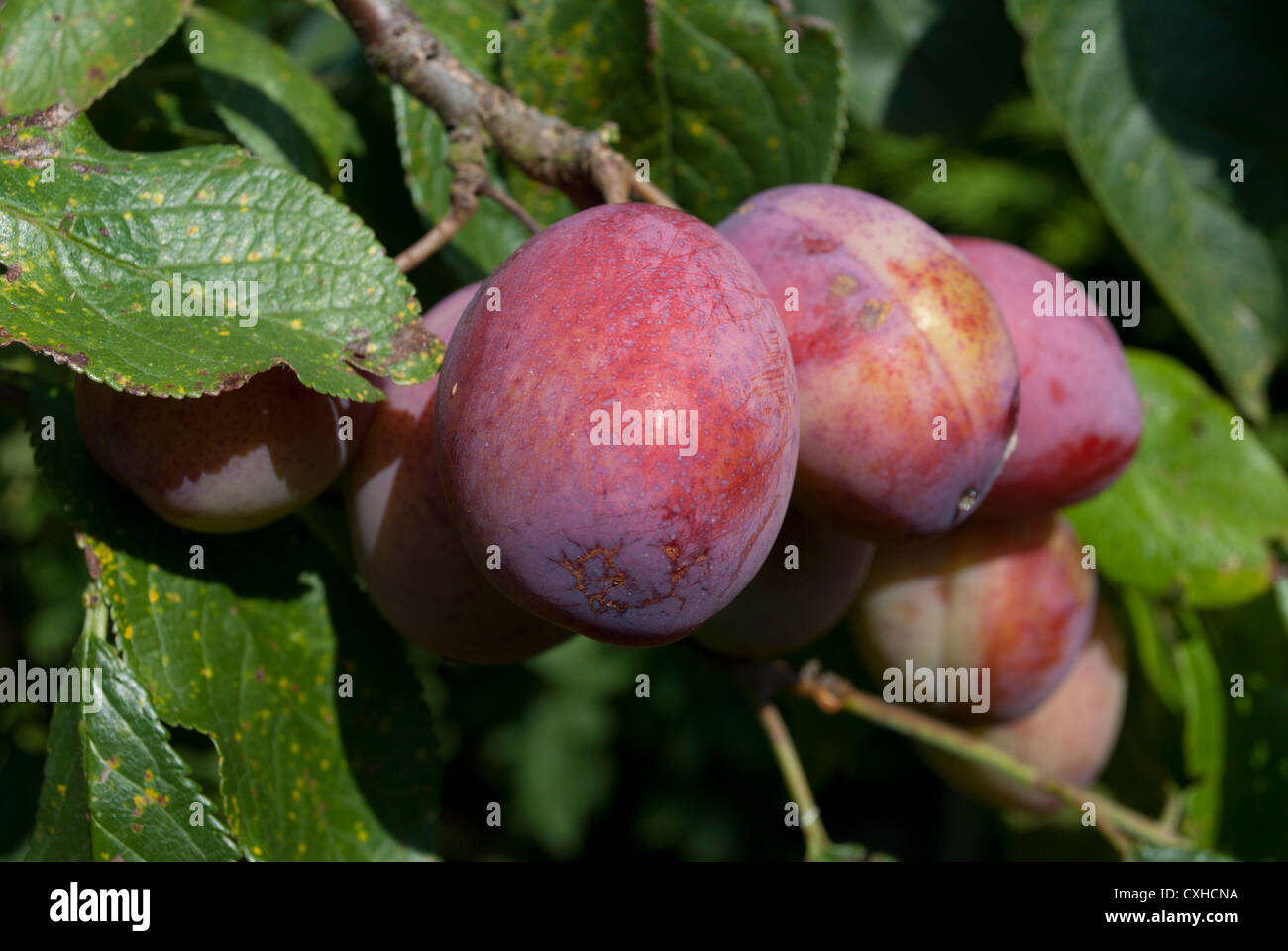 Victoria Plums on plum tree Stock Photo - Alamy