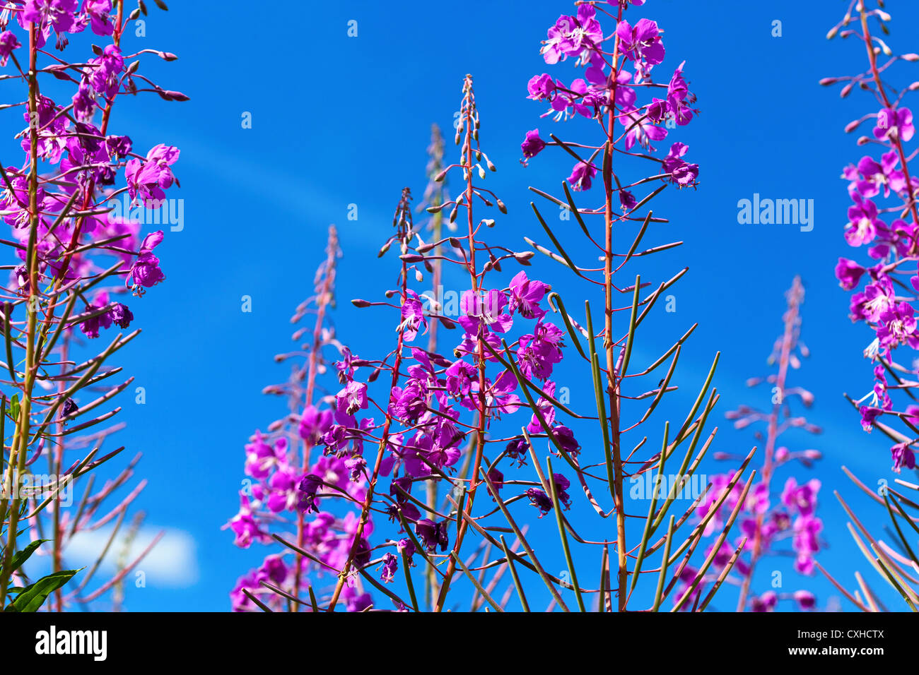 Purple Alpine Fireweed against blue sky Stock Photo - Alamy