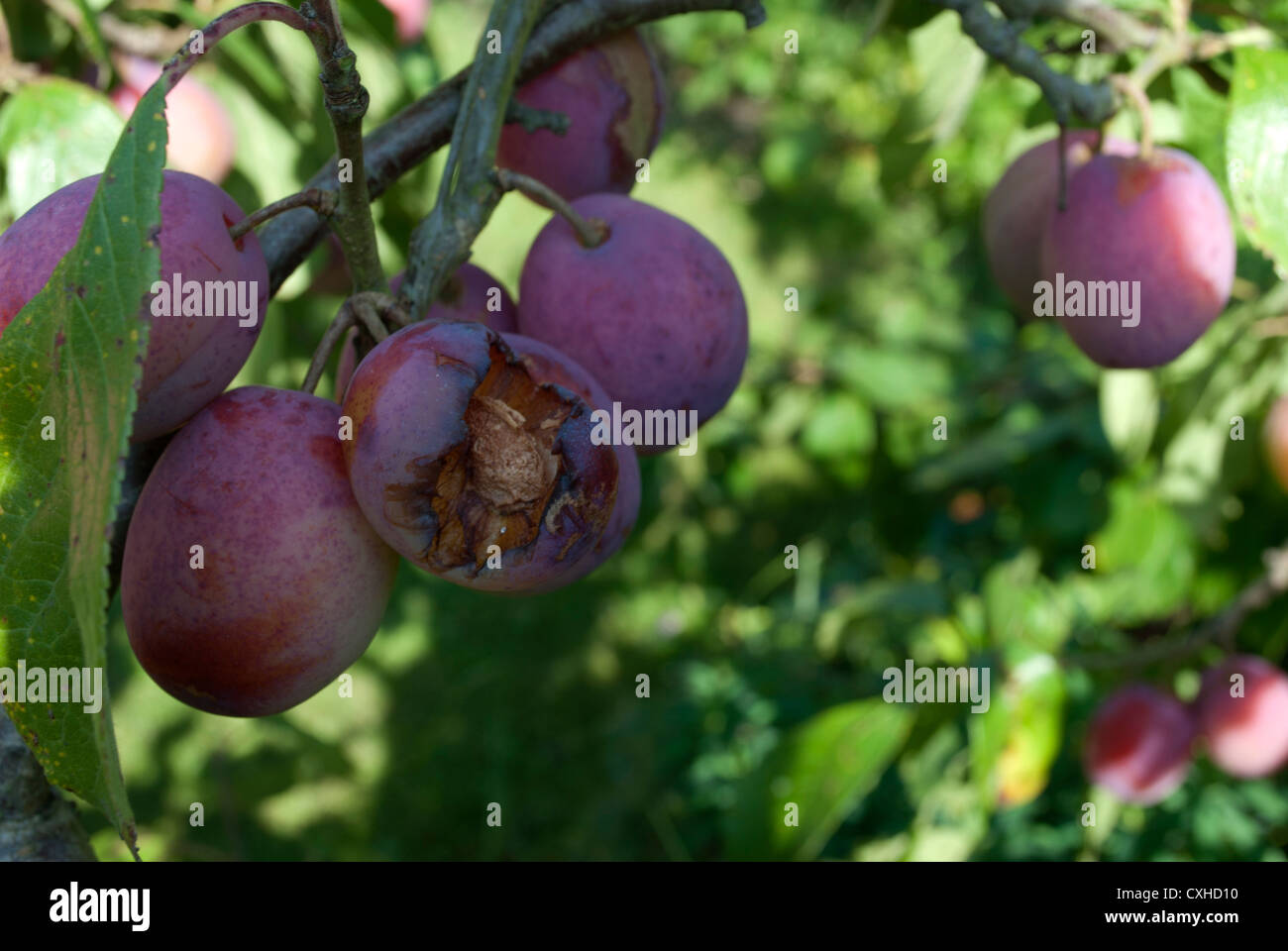 Victoria Plums on plum tree Stock Photo - Alamy