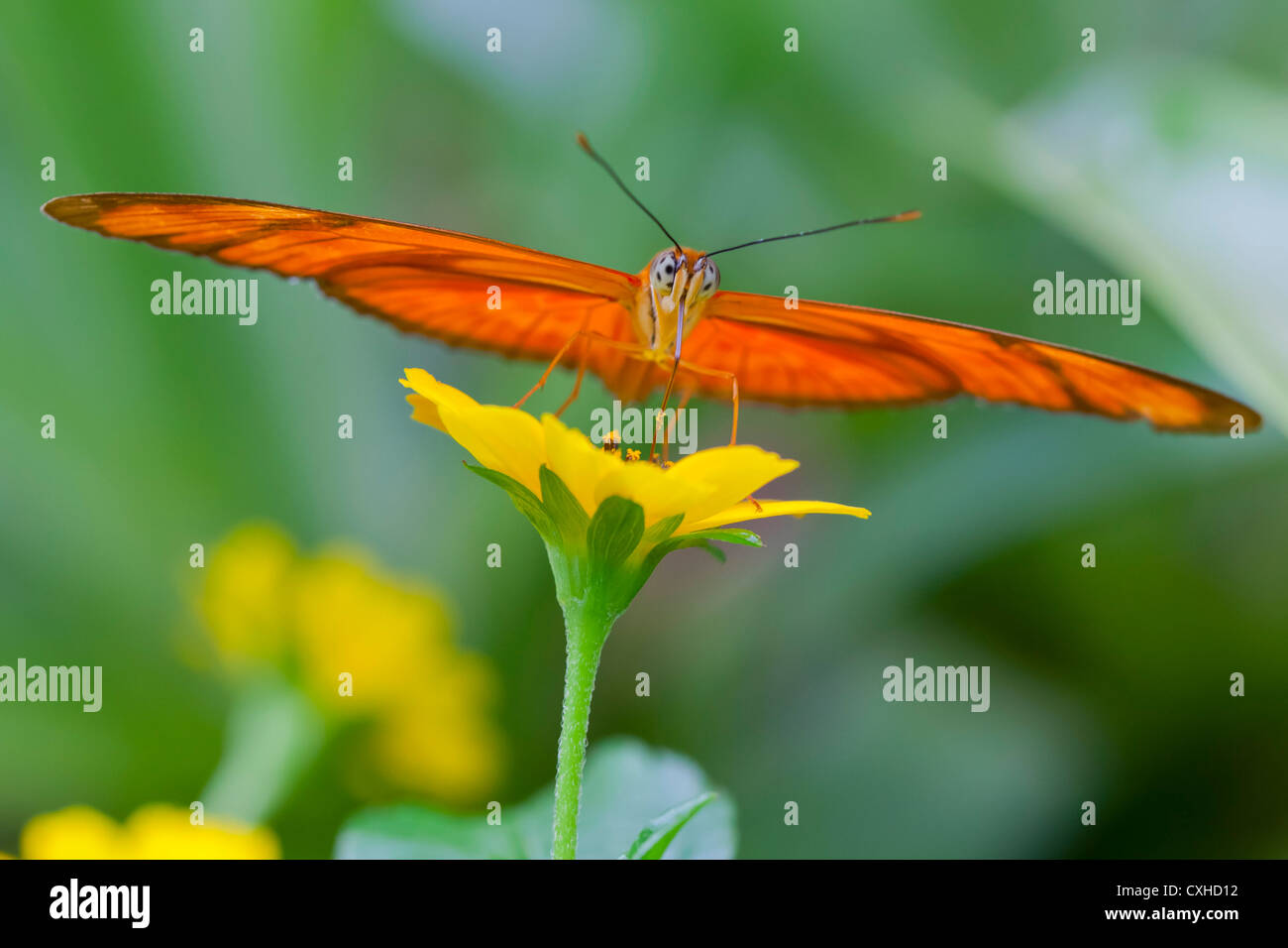 Julia Dryas Iulia High Resolution Stock Photography and Images - Alamy