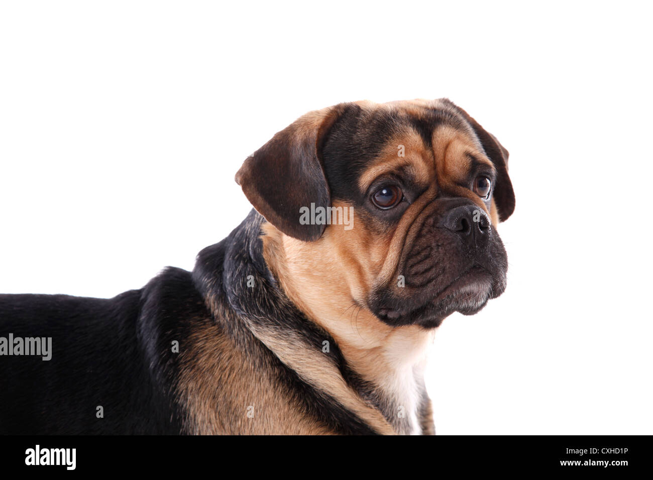 Puggles hi-res stock photography and images - Alamy
