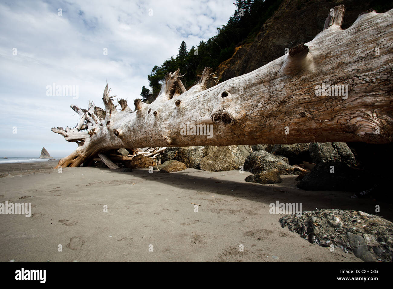 OLYMPIC NATIONAL PARK, WASHINGTON AUGUST 21: Giant dead bleached ...
