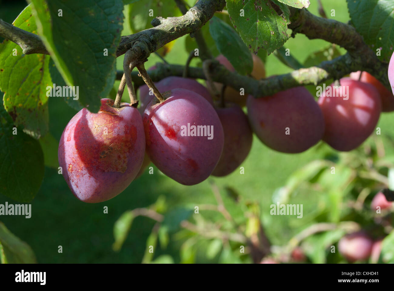 Victoria Plums on plum tree Stock Photo - Alamy