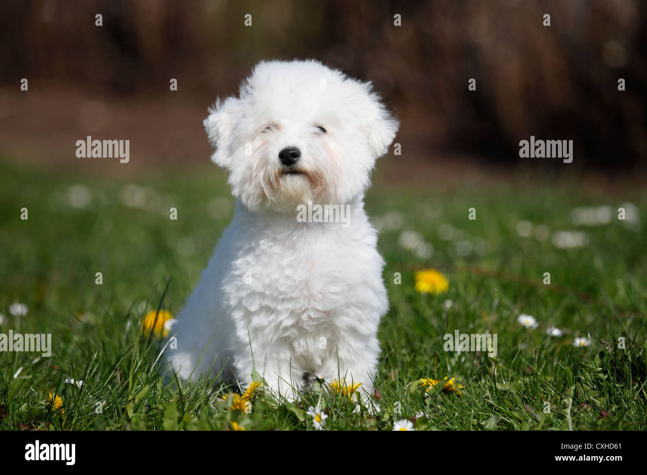 young Bichon Frise Stock Photo - Alamy