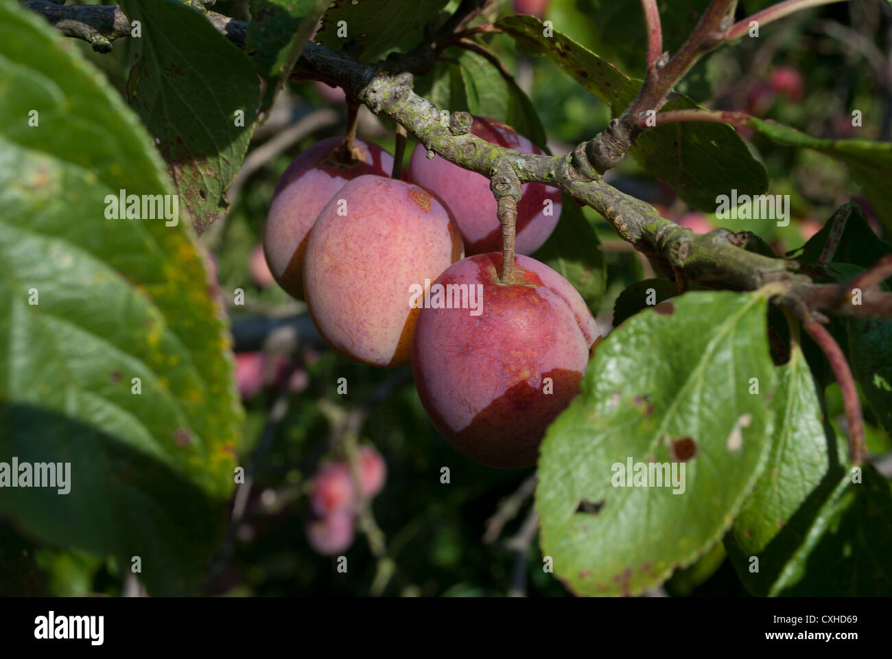Victoria Plums on plum tree Stock Photo - Alamy