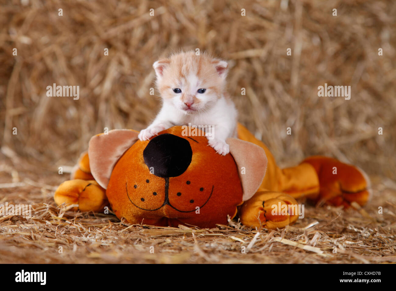 Newborn kitten red hi-res stock photography and images - Alamy