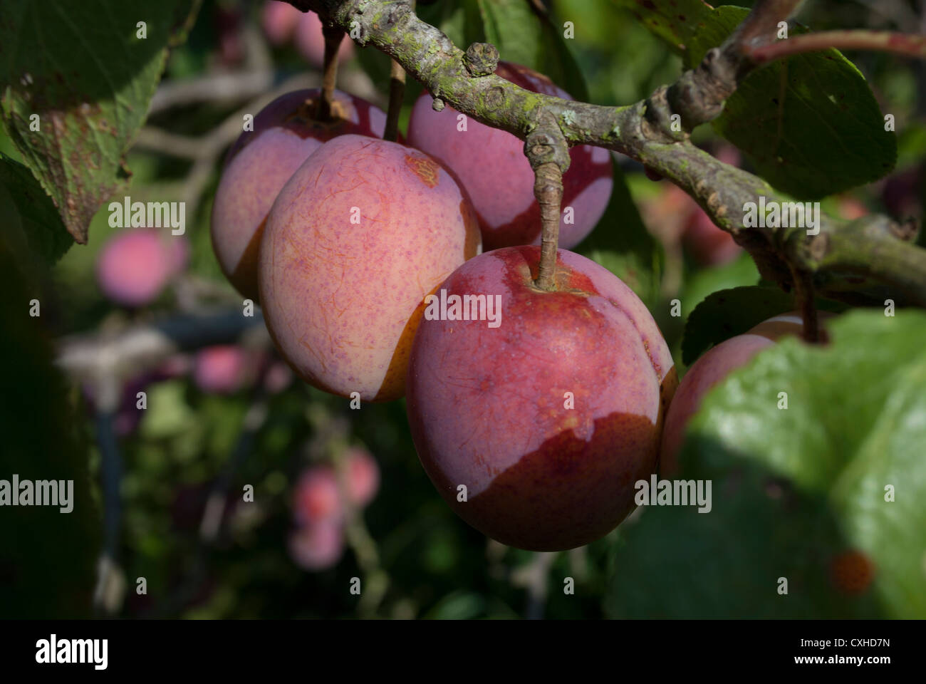 Prunus domestica queen victoria hi-res stock photography and images - Alamy