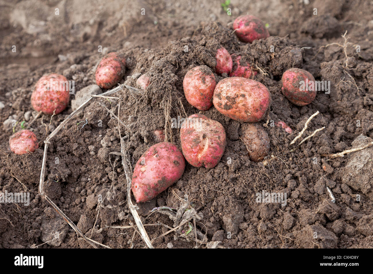 Potatoes lying on the ground hi-res stock photography and images - Alamy