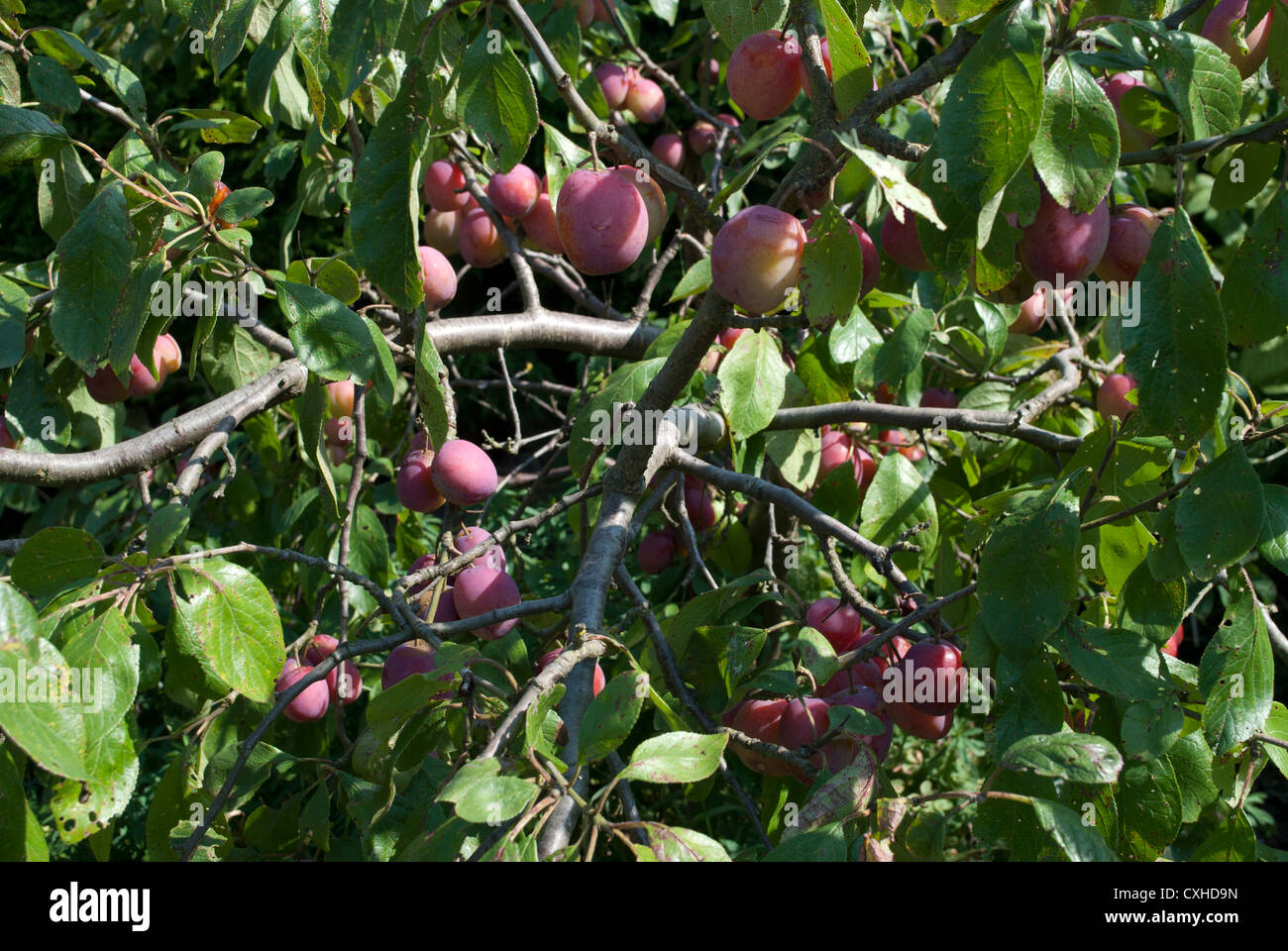 Victoria Plums on plum tree Stock Photo - Alamy