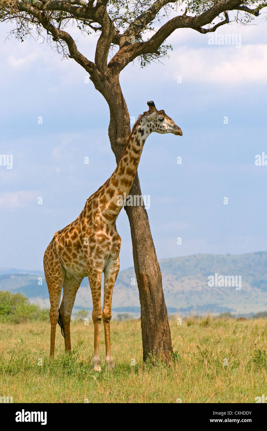 giraffe and a tree Stock Photo - Alamy