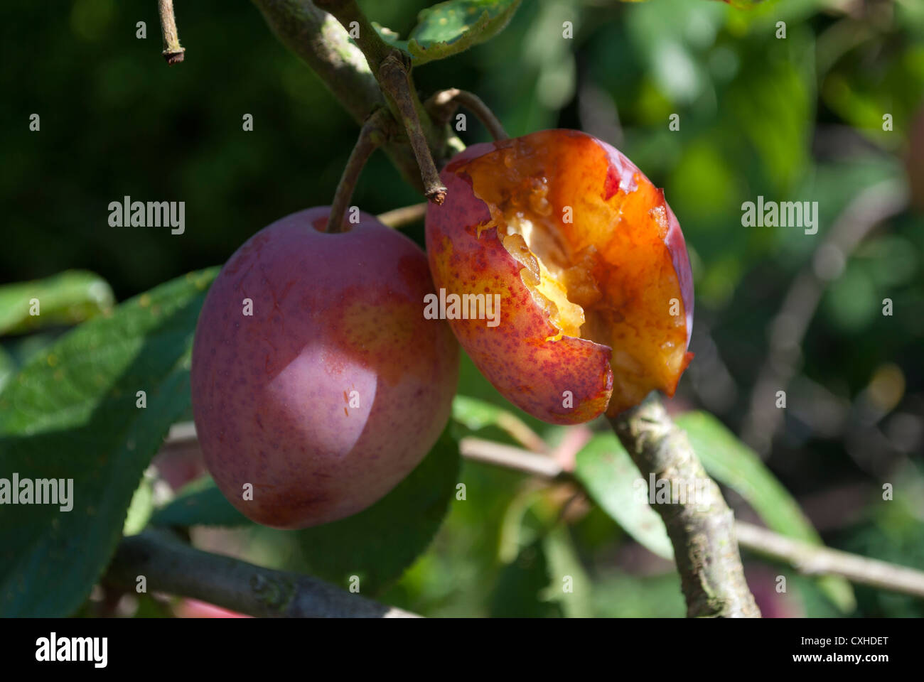 Victoria Plums on plum tree with one that has been pecked by birds or ...