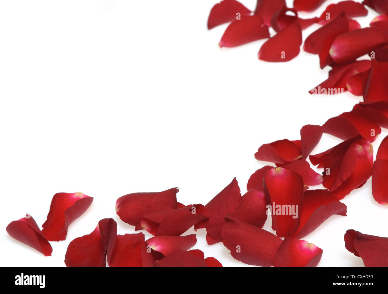 rose petals on white background Stock Photo - Alamy