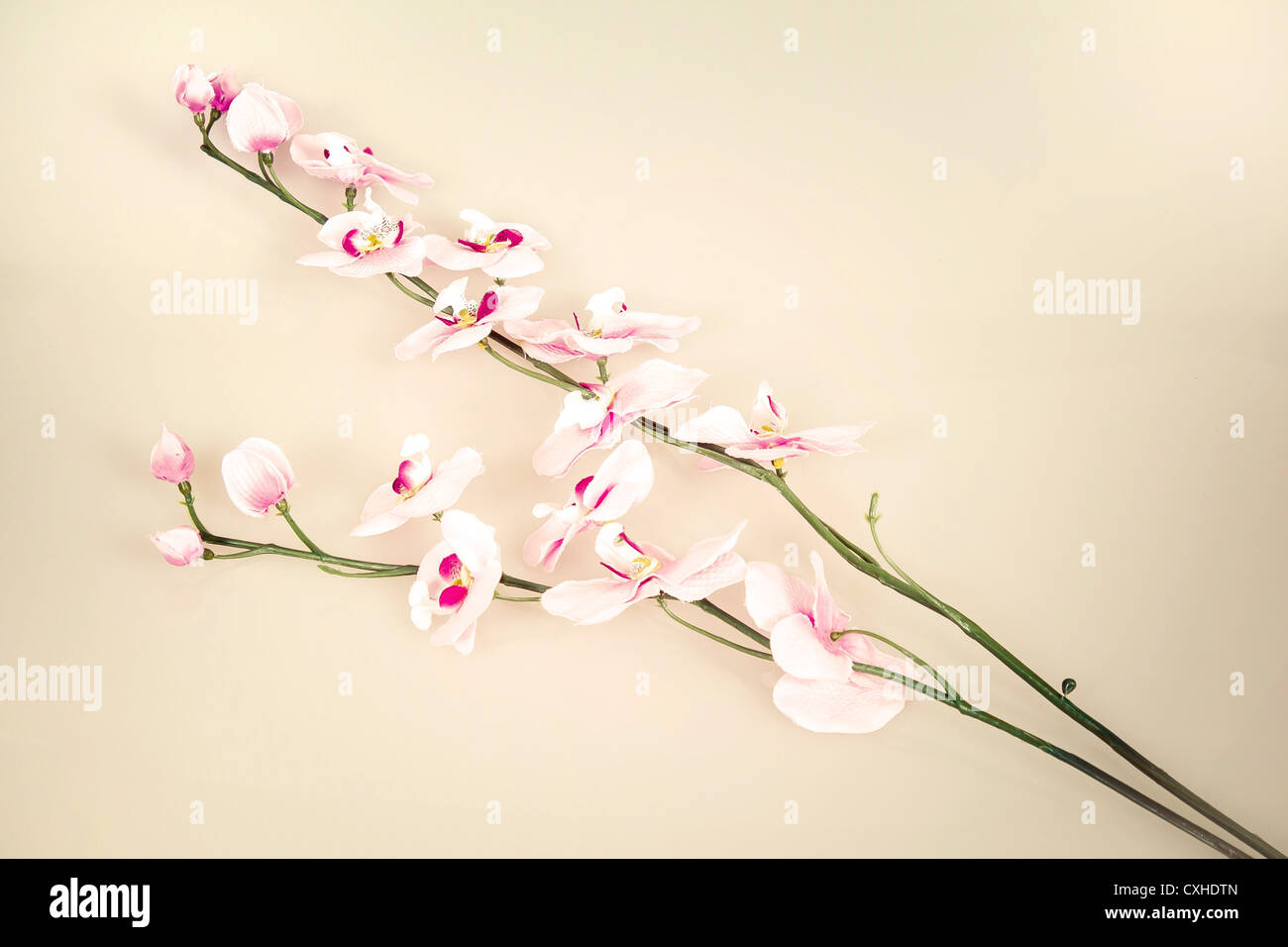 vintage background with ping and white flower Stock Photo - Alamy