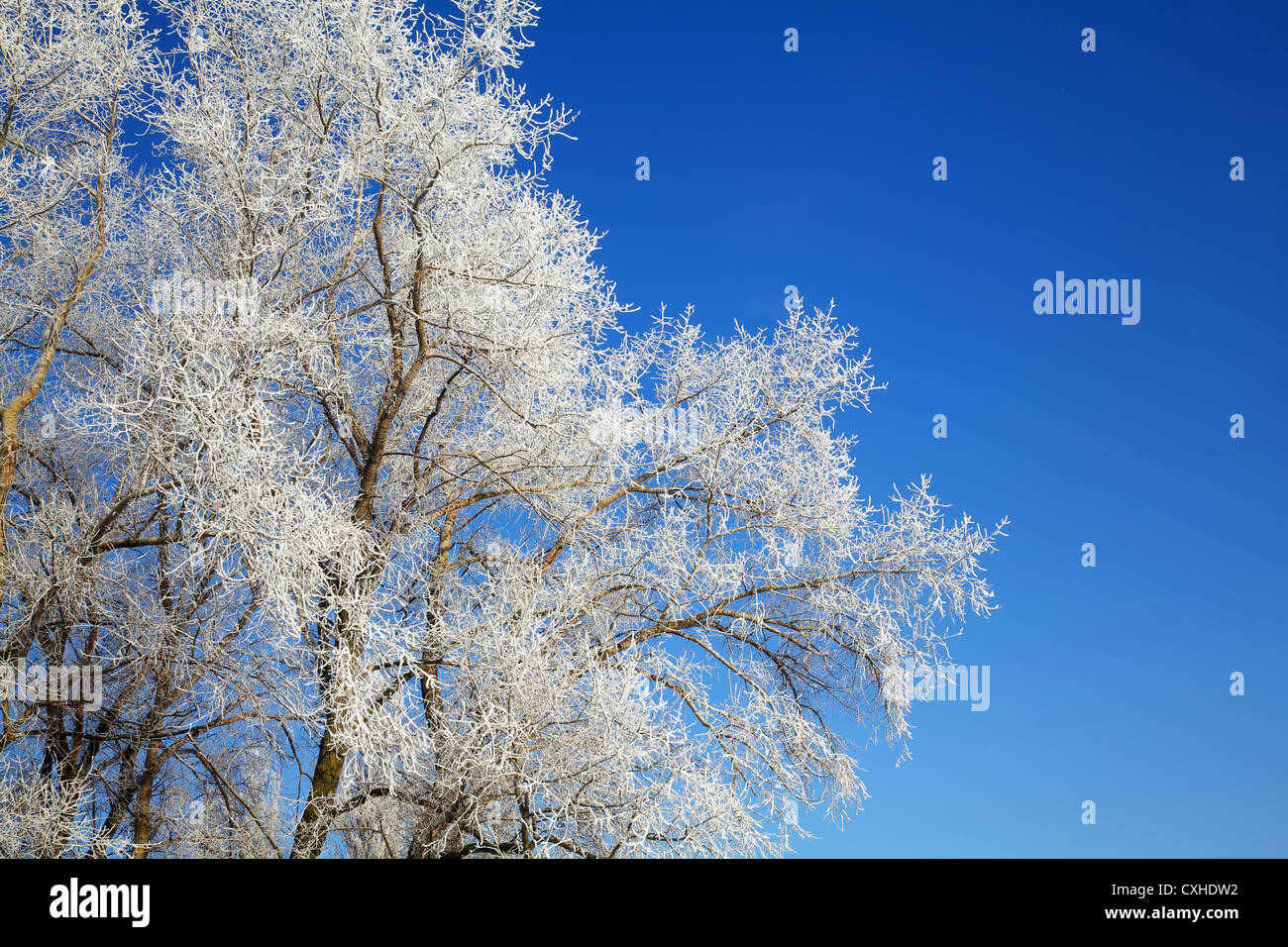 Beautiful winter trees background Stock Photo - Alamy