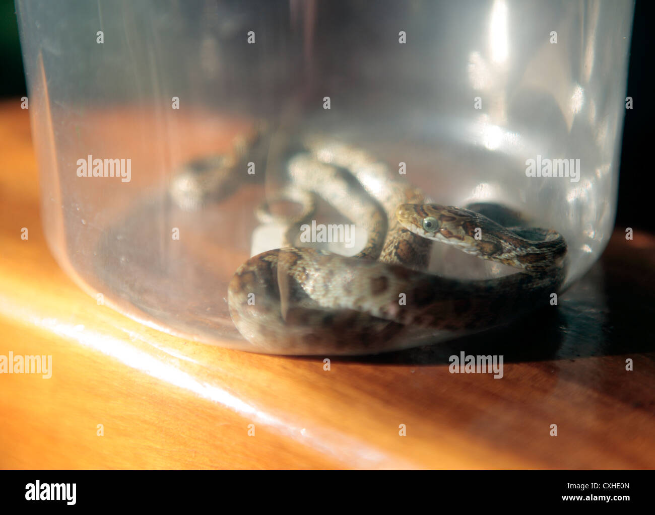 Boa snake hi-res stock photography and images - Alamy