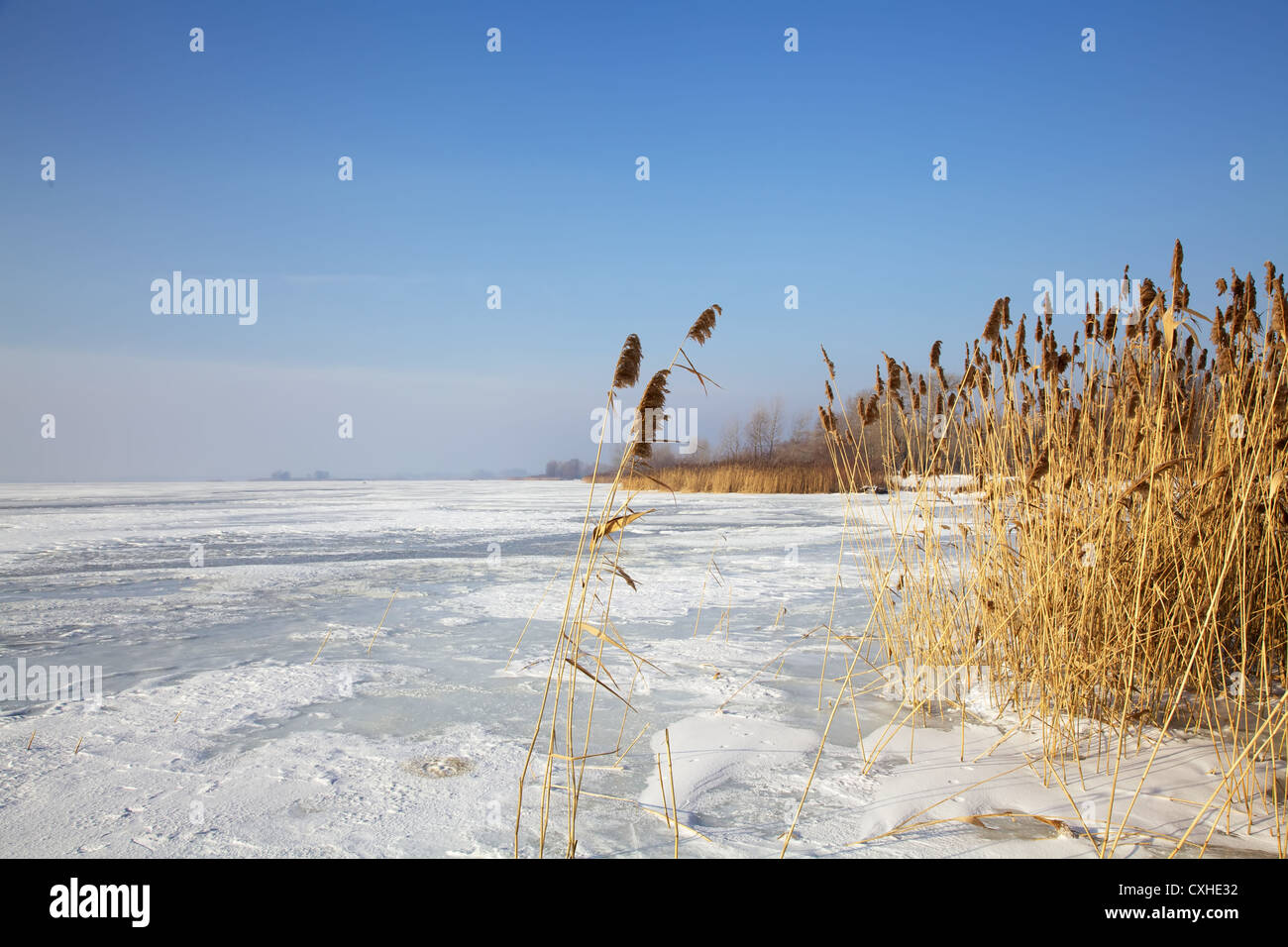 Frozen cane in winter on river Stock Photo - Alamy