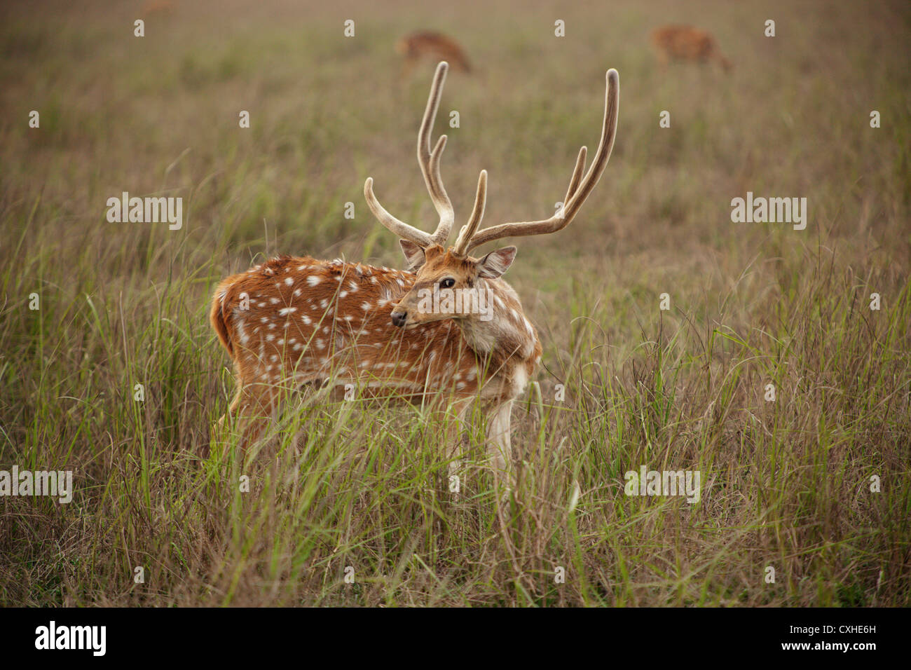 Spotted deer (chital, or axis axis) in Dhikala area in Jim Corbett ...