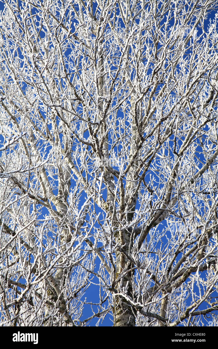 Frozen winter trees with frost Stock Photo - Alamy