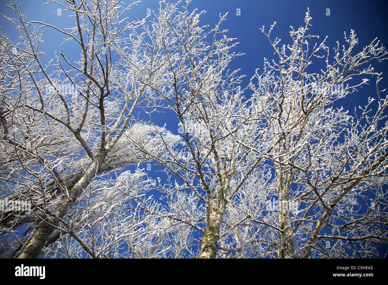 Frozen winter trees with frost on branches Stock Photo - Alamy