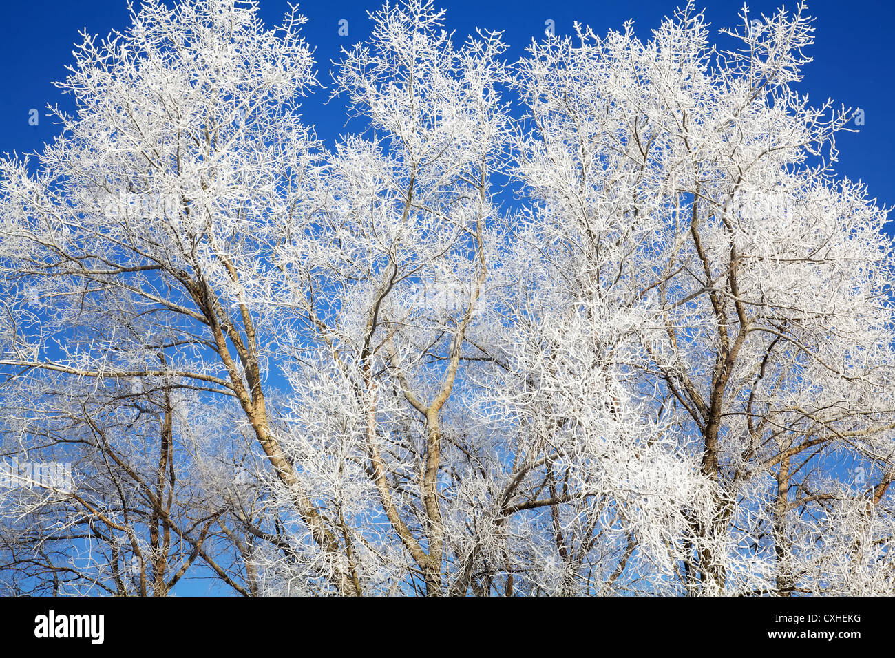 Frozen winter trees with frost on it Stock Photo - Alamy