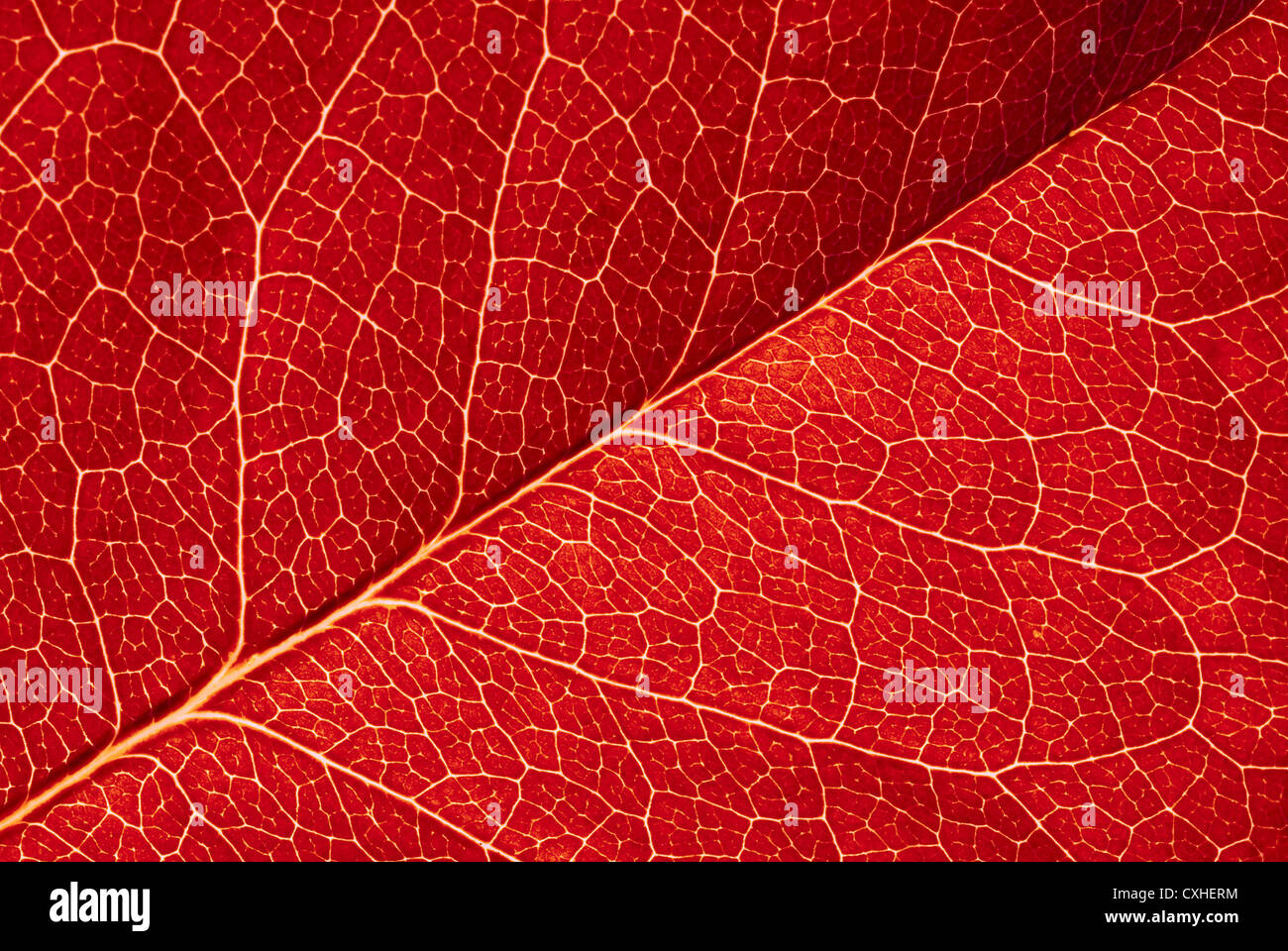 red leaf texture Stock Photo - Alamy