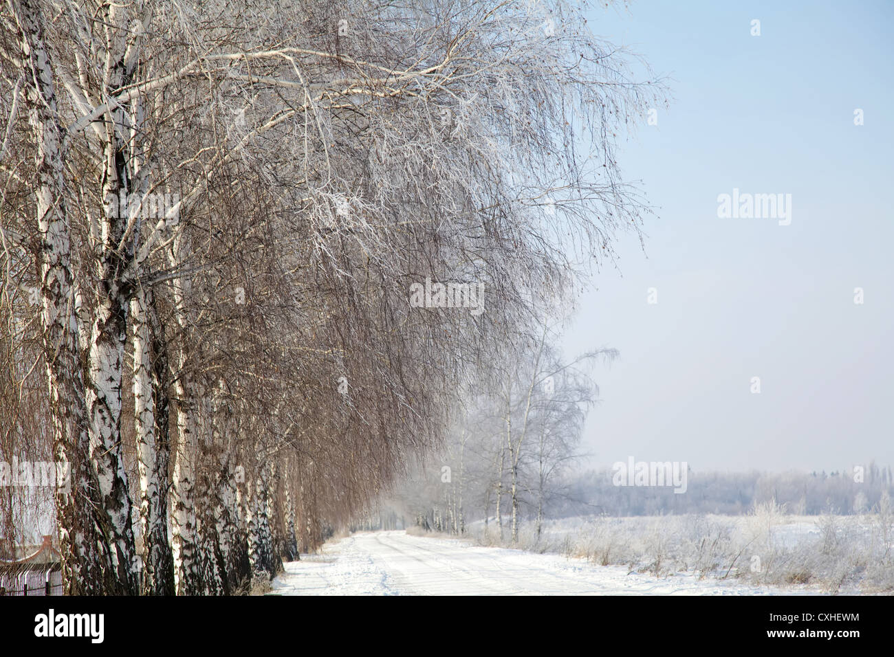 Cool birch hi-res stock photography and images - Alamy